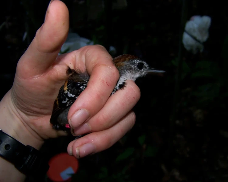 Dichrozona cincta - факти, дієта, ареал і фотографії на Animalia.bio