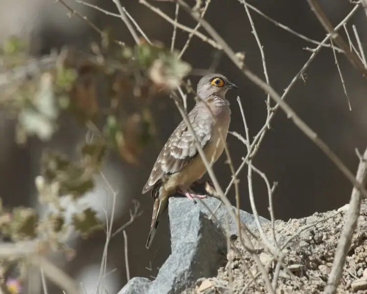 Bare-faced ground dove - Facts, Diet, Habitat & Pictures on Animalia.bio