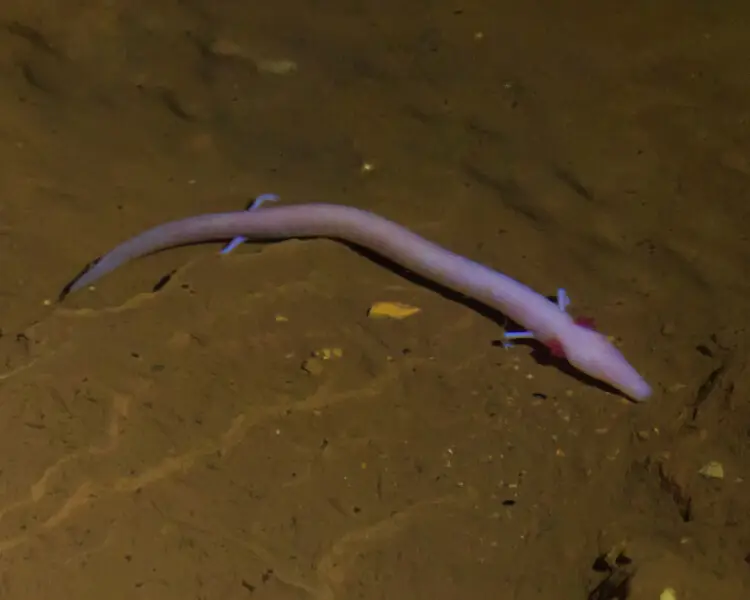 Olm - Facts, Diet, Habitat & Pictures on Animalia.bio