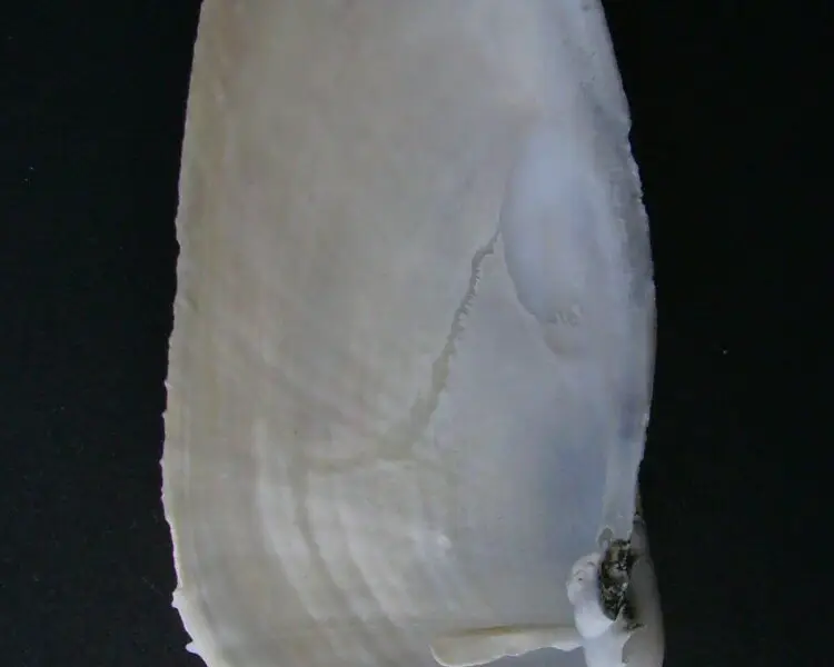 Barnea similis - Facts, Diet, Habitat & Pictures on Animalia.bio