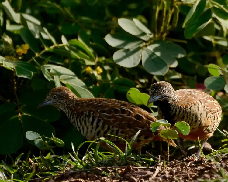 Barred buttonquail - Facts, Diet, Habitat & Pictures on Animalia.bio