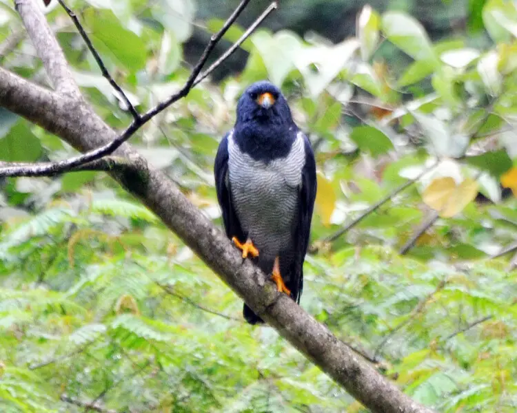 Barred hawk - Facts, Diet, Habitat & Pictures on Animalia.bio