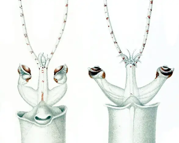 Bathothauma lyromma - Facts, Diet, Habitat & Pictures on Animalia.bio