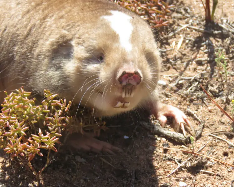 Cape dune mole-rat - Facts, Diet, Habitat & Pictures on Animalia.bio