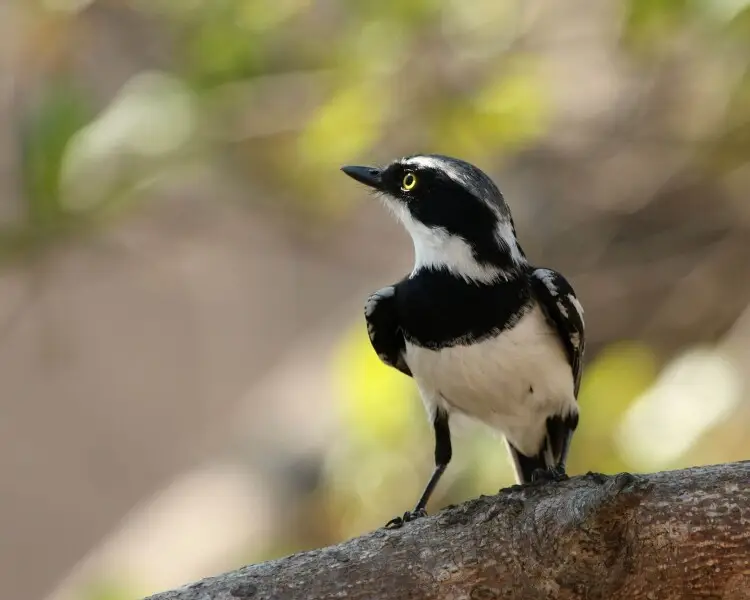 Chinspot batis - Facts, Diet, Habitat & Pictures on Animalia.bio