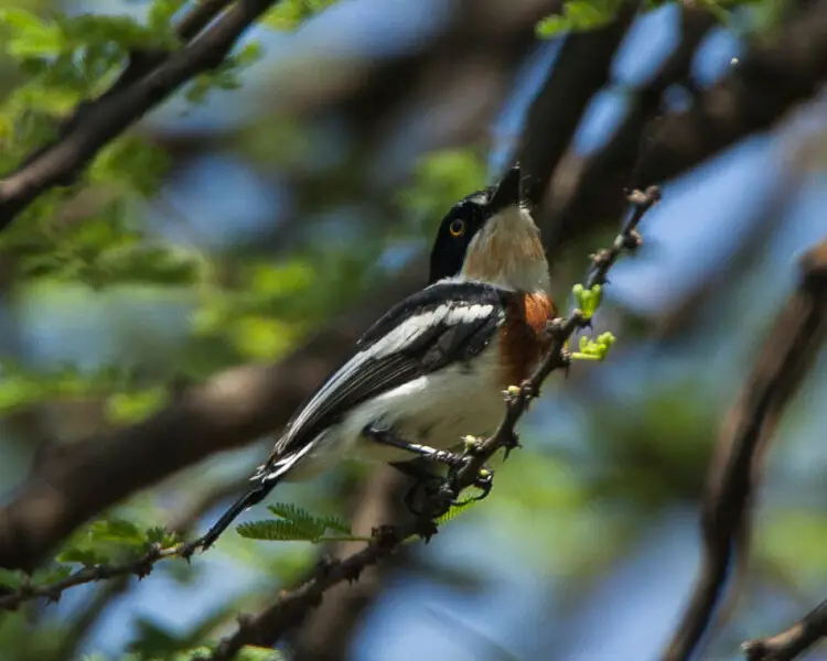 Pygmy batis - Facts, Diet, Habitat & Pictures on Animalia.bio