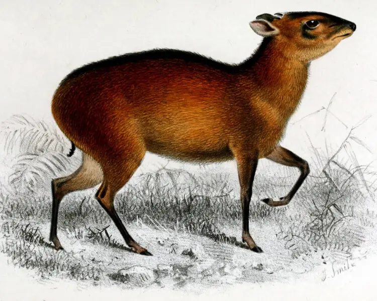 Bay duiker - Facts, Diet, Habitat & Pictures on Animalia.bio