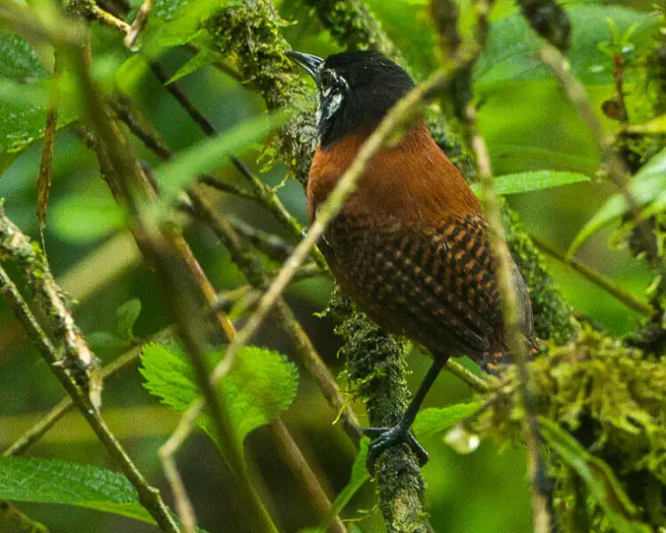 Bay wren - Facts, Diet, Habitat & Pictures on Animalia.bio