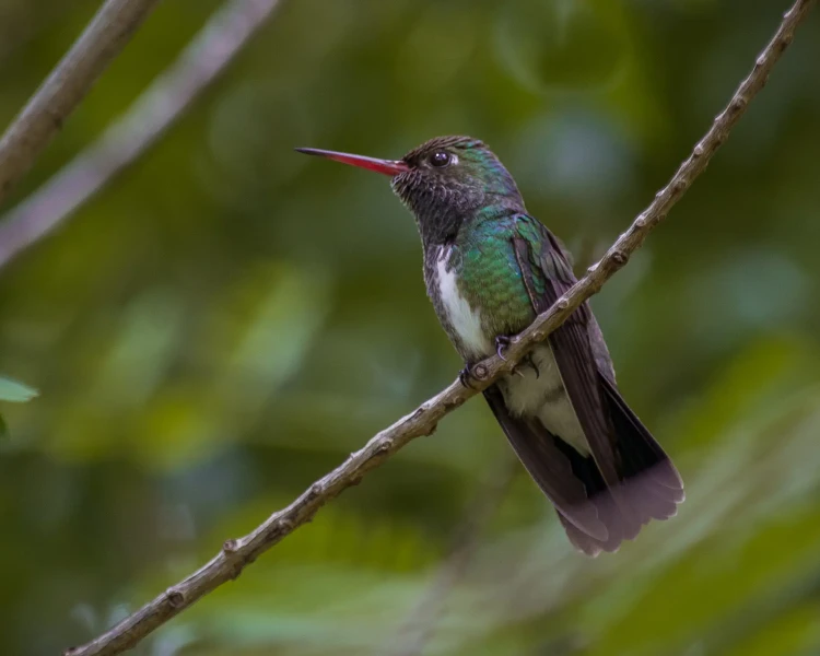 Chionomesa lactea - факти, дієта, ареал і фотографії на Animalia.bio