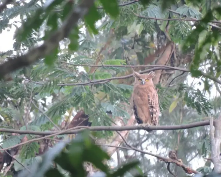 Buffy fish owl - Facts, Diet, Habitat & Pictures on Animalia.bio