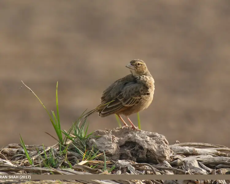 Bengal bush lark - Facts, Diet, Habitat & Pictures on Animalia.bio