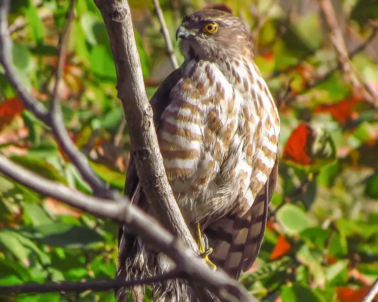 Besra - Facts, Diet, Habitat & Pictures on Animalia.bio