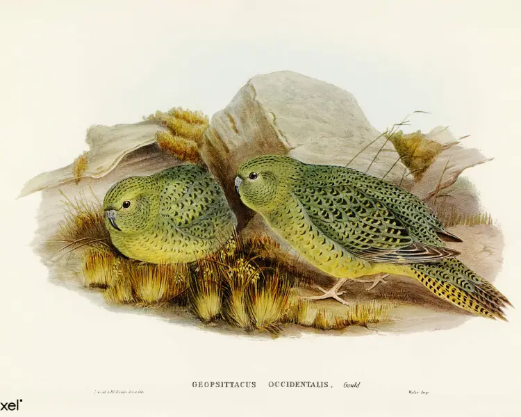 Night parrot - Facts, Diet, Habitat & Pictures on Animalia.bio