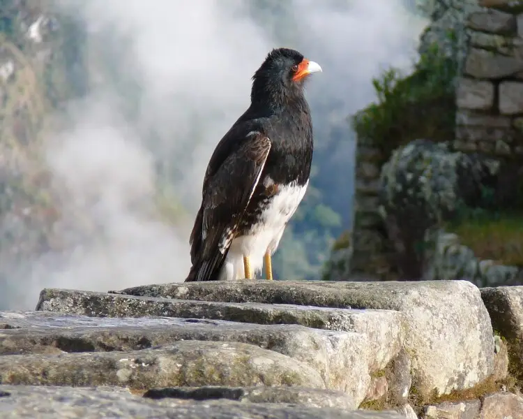 Phalcoboenus megalopterus - факти, дієта, ареал і фотографії на ...