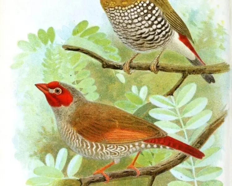 Orange-winged pytilia - Facts, Diet, Habitat & Pictures on Animalia.bio