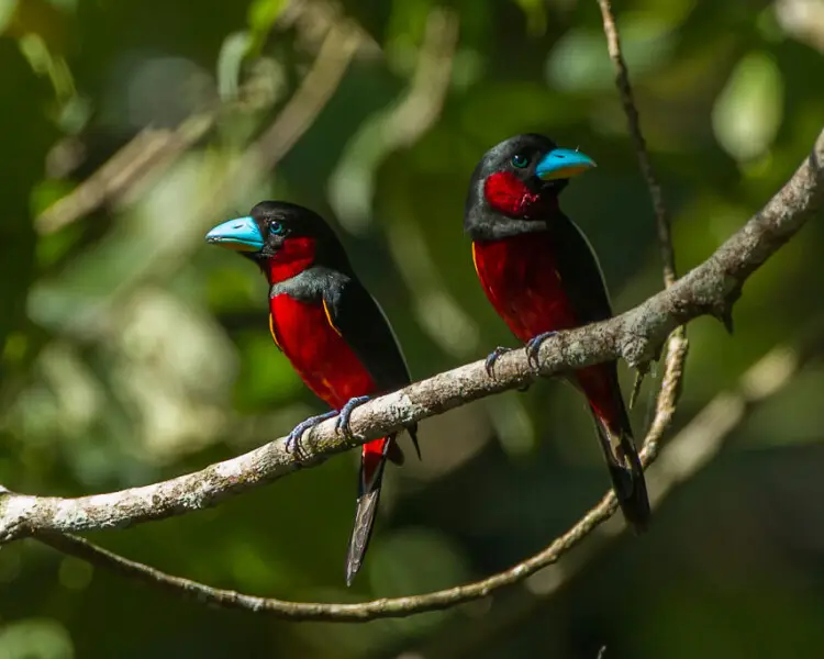 Black-and-red broadbill - Facts, Diet, Habitat & Pictures on Animalia.bio