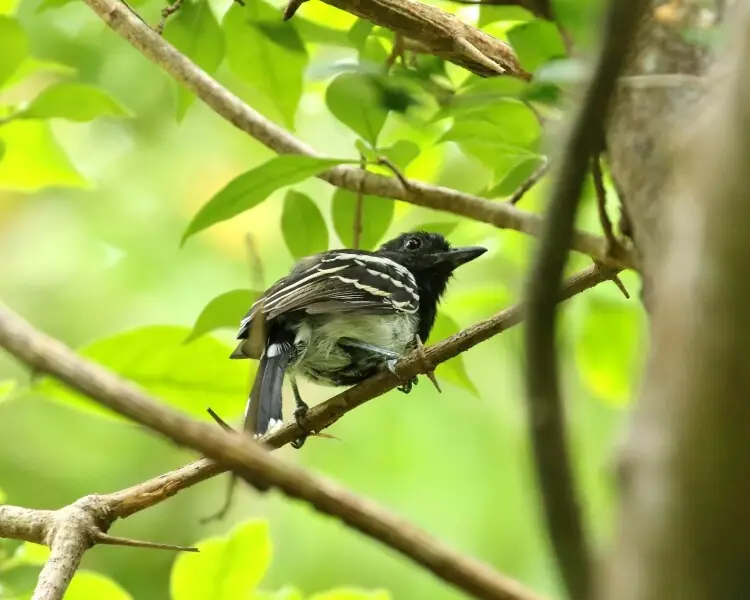 Thamnophilus melanonotus - Fatti, dieta, habitat e immagini su Animalia.bio