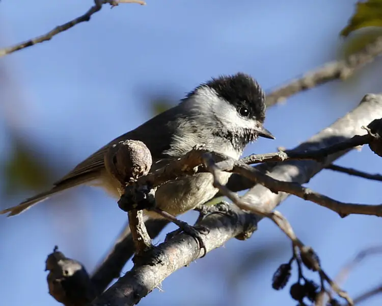 Poecile hypermelaenus - факти, дієта, ареал і фотографії на Animalia.bio