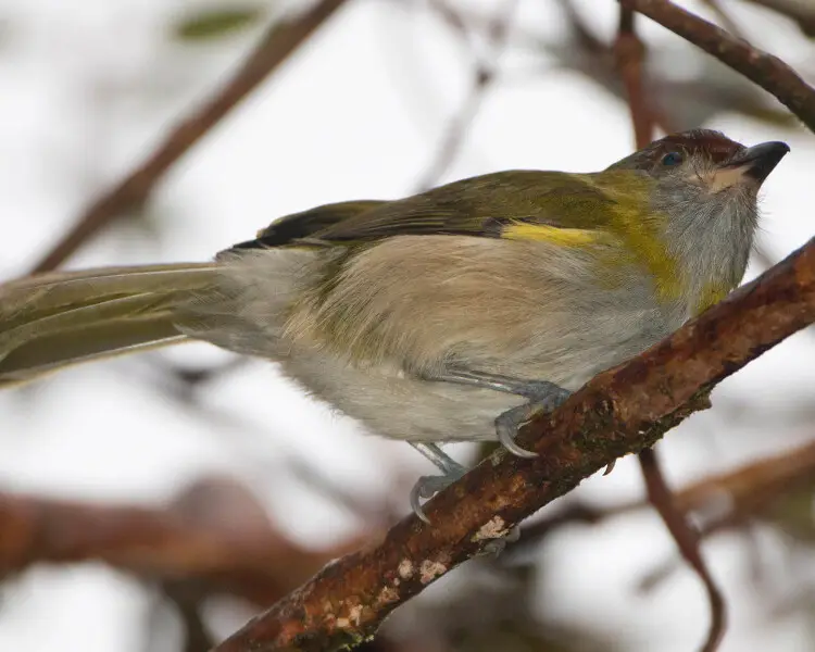 Cyclarhis nigrirostris - Fatti, dieta, habitat e immagini su Animalia.bio