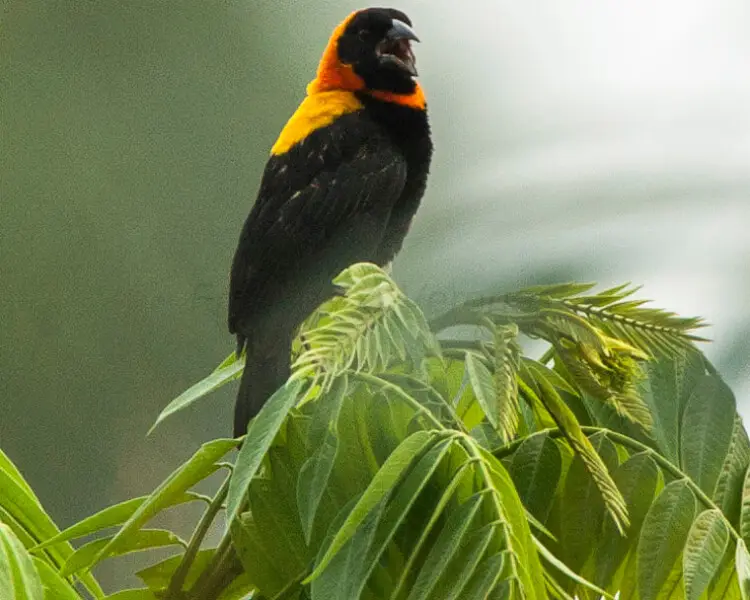 Euplectes gierowii - Fatti, dieta, habitat e immagini su Animalia.bio