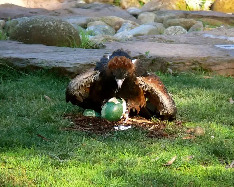 Black-breasted buzzard - Facts, Diet, Habitat & Pictures on Animalia.bio