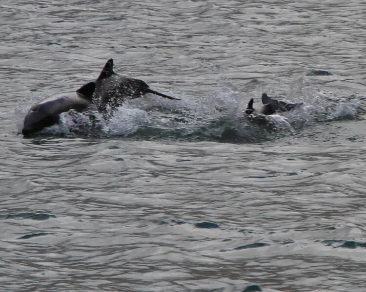Chilean dolphin - Facts, Diet, Habitat & Pictures on Animalia.bio