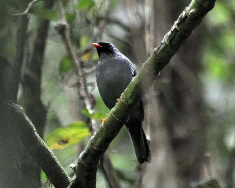 Black-faced solitaire - Facts, Diet, Habitat & Pictures on Animalia.bio