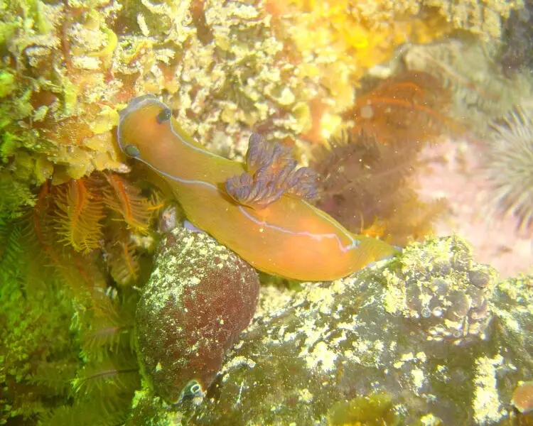 Black nudibranch - Facts, Diet, Habitat & Pictures on Animalia.bio