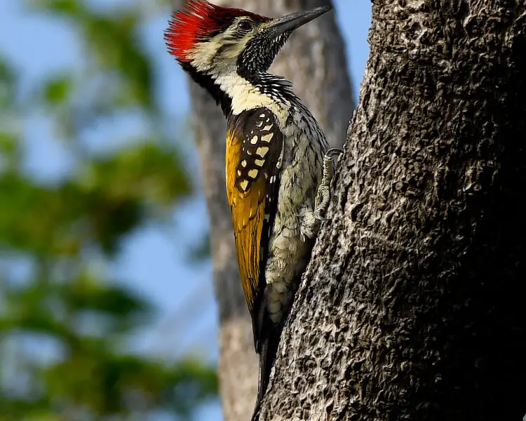 Black-rumped flameback - Facts, Diet, Habitat & Pictures on Animalia.bio