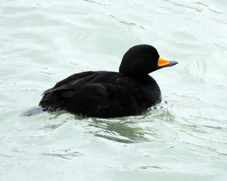 Black scoter - Facts, Diet, Habitat & Pictures on Animalia.bio