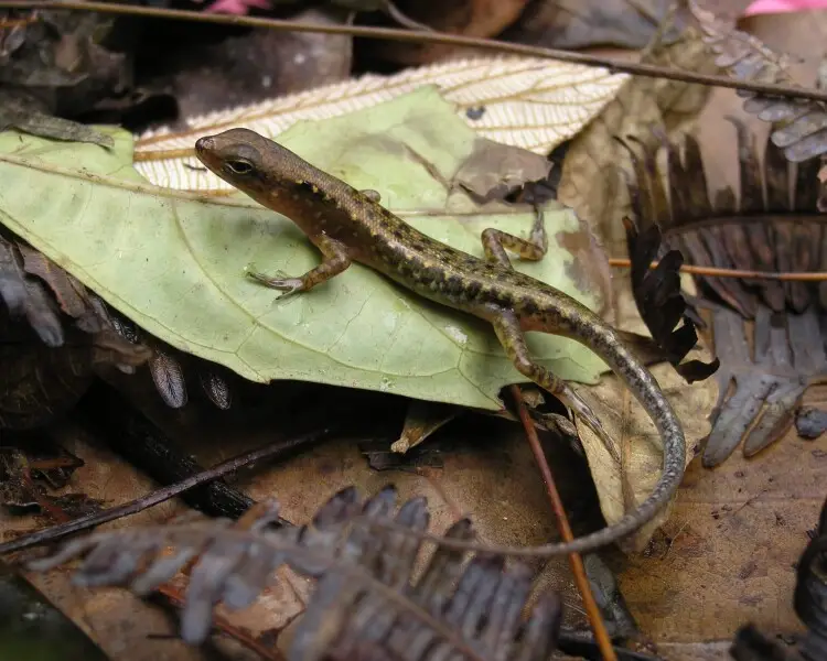 Sphenomorphus variegatus - Facts, Diet, Habitat & Pictures on Animalia.bio