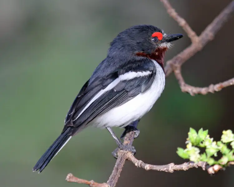 Black-throated wattle-eye - Facts, Diet, Habitat & Pictures on Animalia.bio