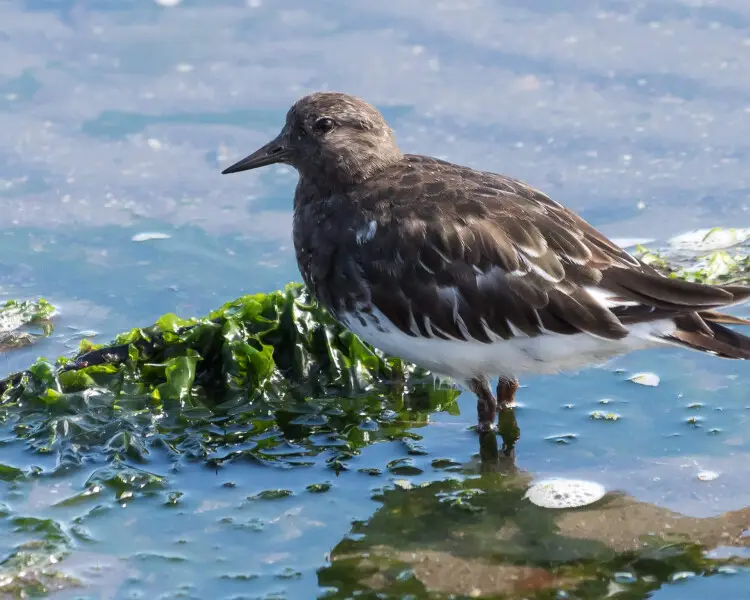 Black turnstone - Facts, Diet, Habitat & Pictures on Animalia.bio