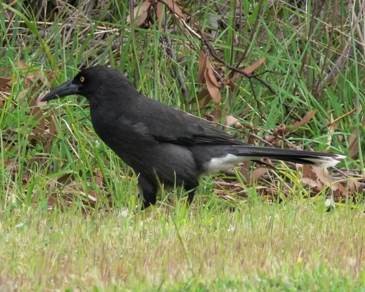 Grey currawong - Facts, Diet, Habitat & Pictures on Animalia.bio