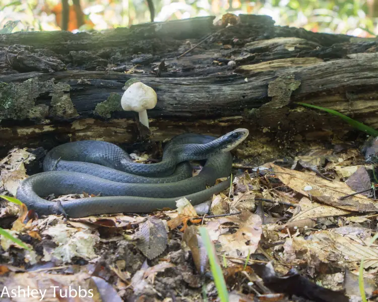 Eastern Racer - Facts, Diet, Habitat & Pictures on Animalia.bio