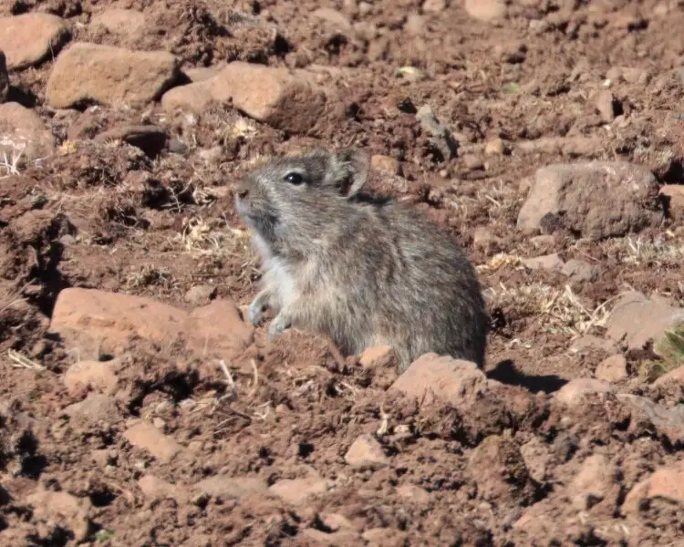 Arvicanthis blicki - факти, дієта, ареал і фотографії на Animalia.bio