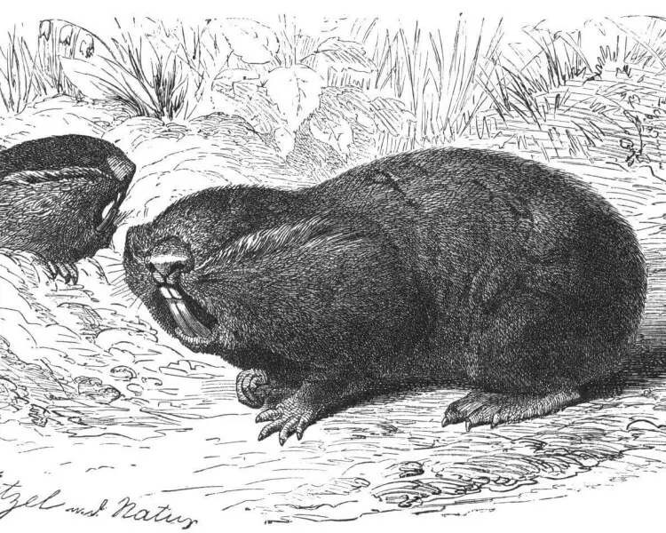 Spalax nehringi - факти, дієта, ареал і фотографії на Animalia.bio