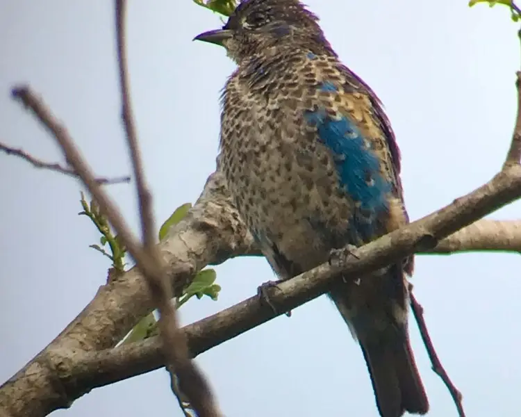 Blue cotinga - Facts, Diet, Habitat & Pictures on Animalia.bio
