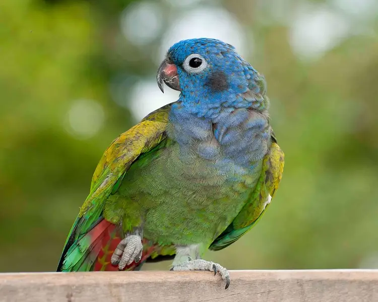 Blue-Headed Parrot - Facts, Diet, Habitat & Pictures on Animalia.bio