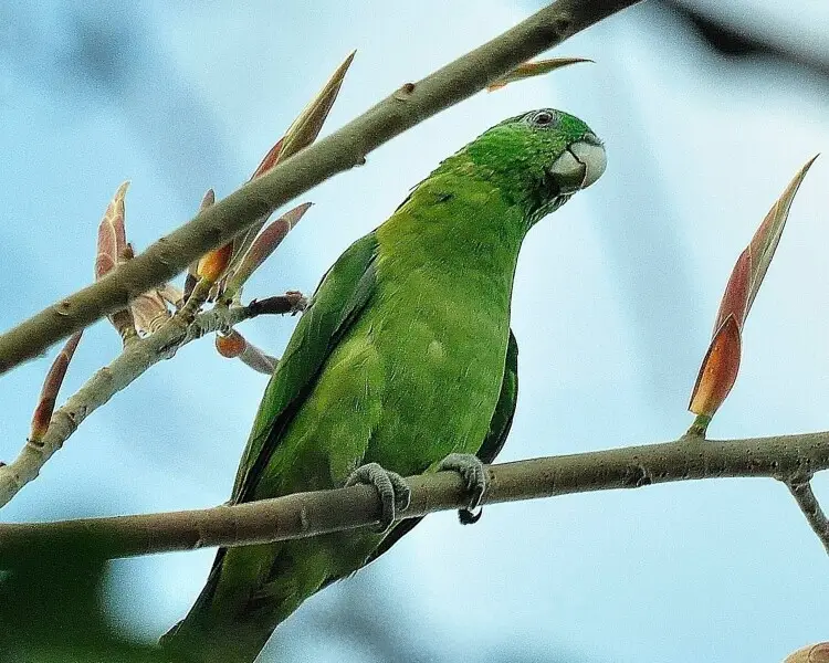 Blue-headed racket-tail - Facts, Diet, Habitat & Pictures on Animalia.bio