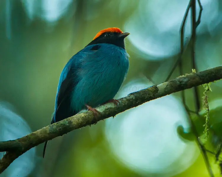 Blue manakin - Facts, Diet, Habitat & Pictures on Animalia.bio