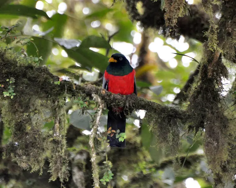 Chocó trogon - Facts, Diet, Habitat & Pictures on Animalia.bio