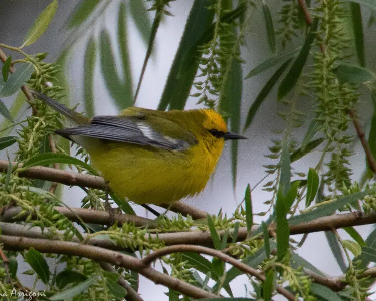 Blue-winged warbler - Facts, Diet, Habitat & Pictures on Animalia.bio