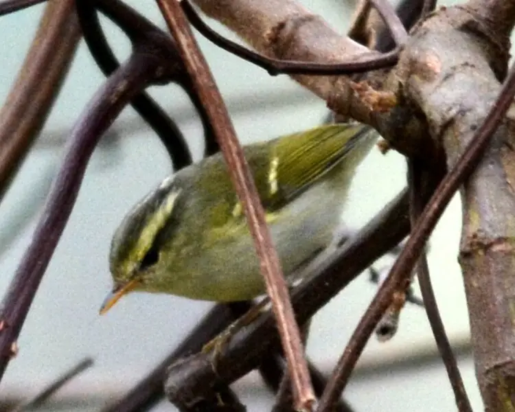 Blyth's leaf warbler - Facts, Diet, Habitat & Pictures on Animalia.bio