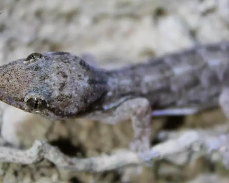 Oriental leaf-toed gecko - Facts, Diet, Habitat & Pictures on Animalia.bio