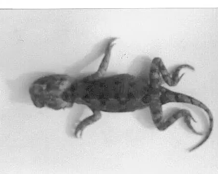 Calotes minor - Fatti, dieta, habitat e immagini su Animalia.bio