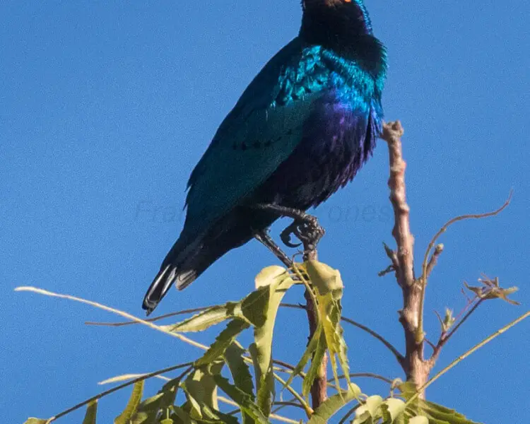 Bronze-tailed starling - Facts, Diet, Habitat & Pictures on Animalia.bio