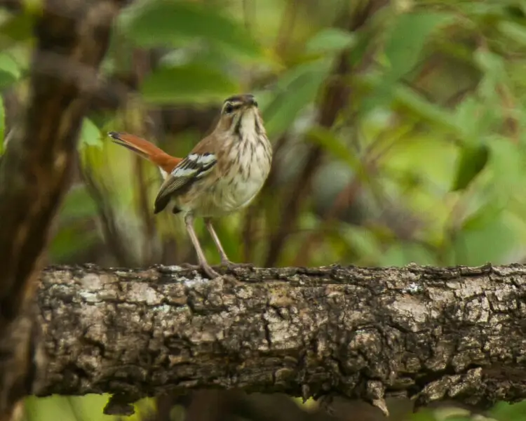 Brown-backed scrub robin - Facts, Diet, Habitat & Pictures on Animalia.bio