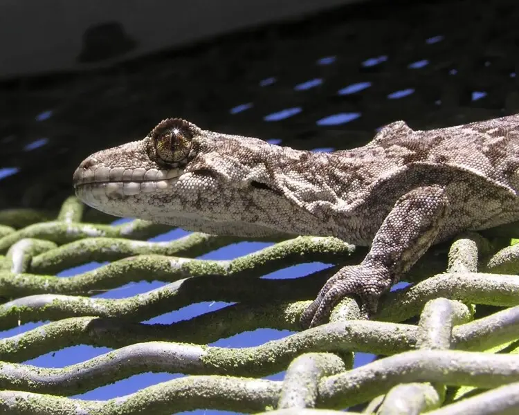 Forest gecko - Facts, Diet, Habitat & Pictures on Animalia.bio