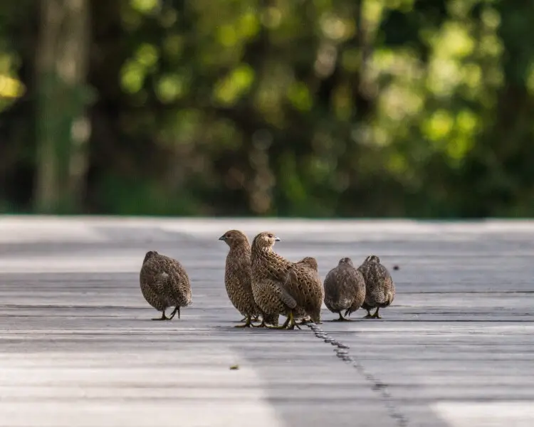 Brown quail - Facts, Diet, Habitat & Pictures on Animalia.bio